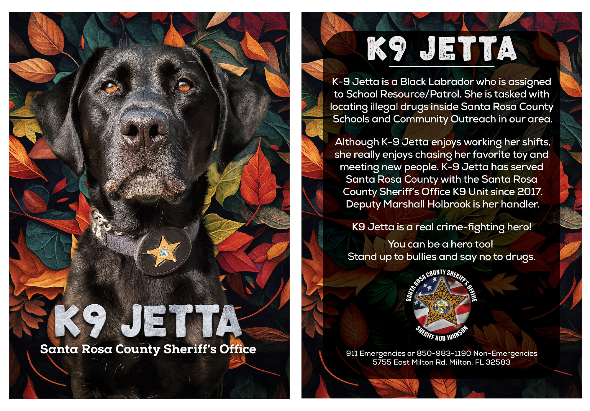 Style Options – K9 Hero Cards